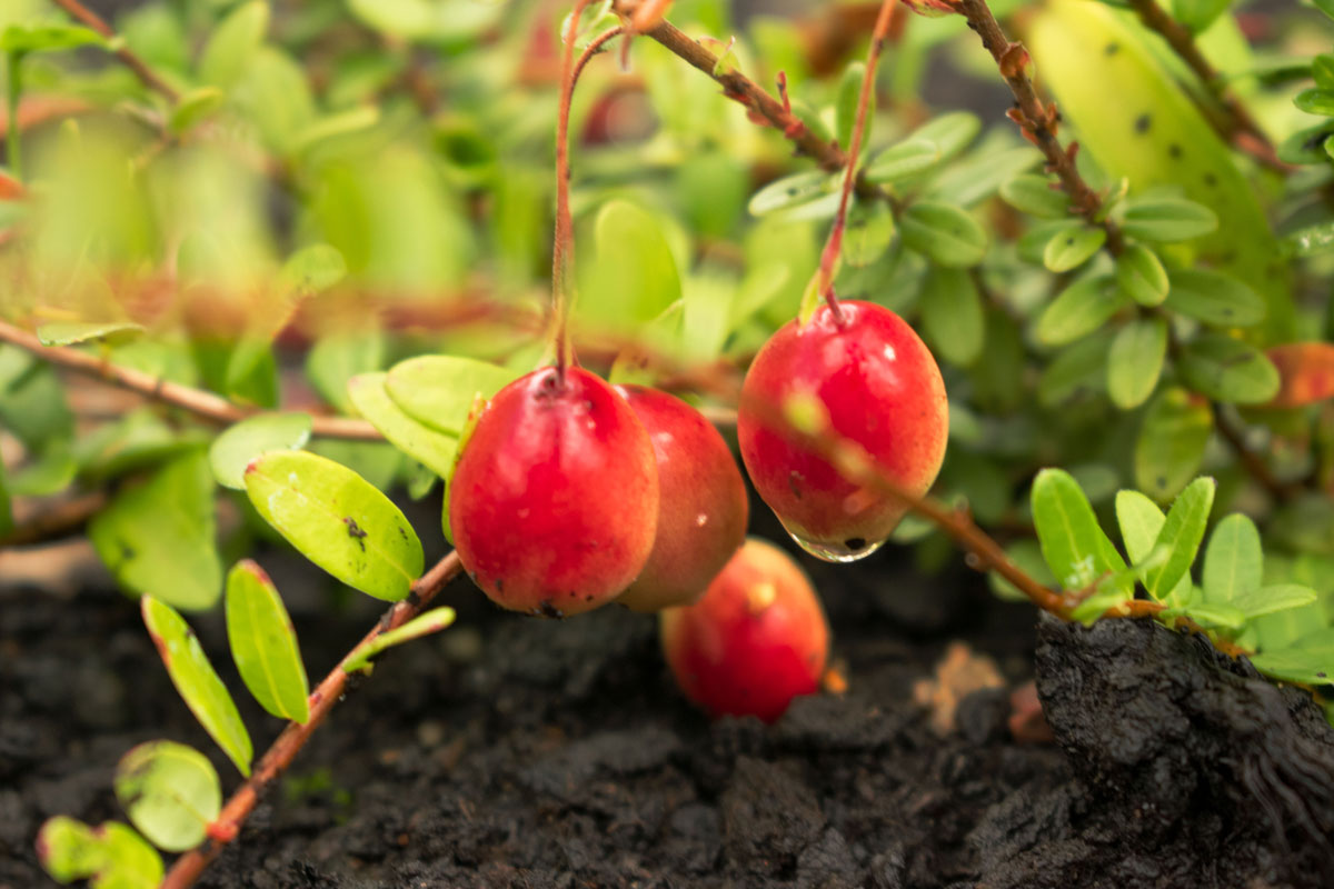Die Cranberry: Erstaunliche Fakten über die Trend-Beere! | Botanik Guide