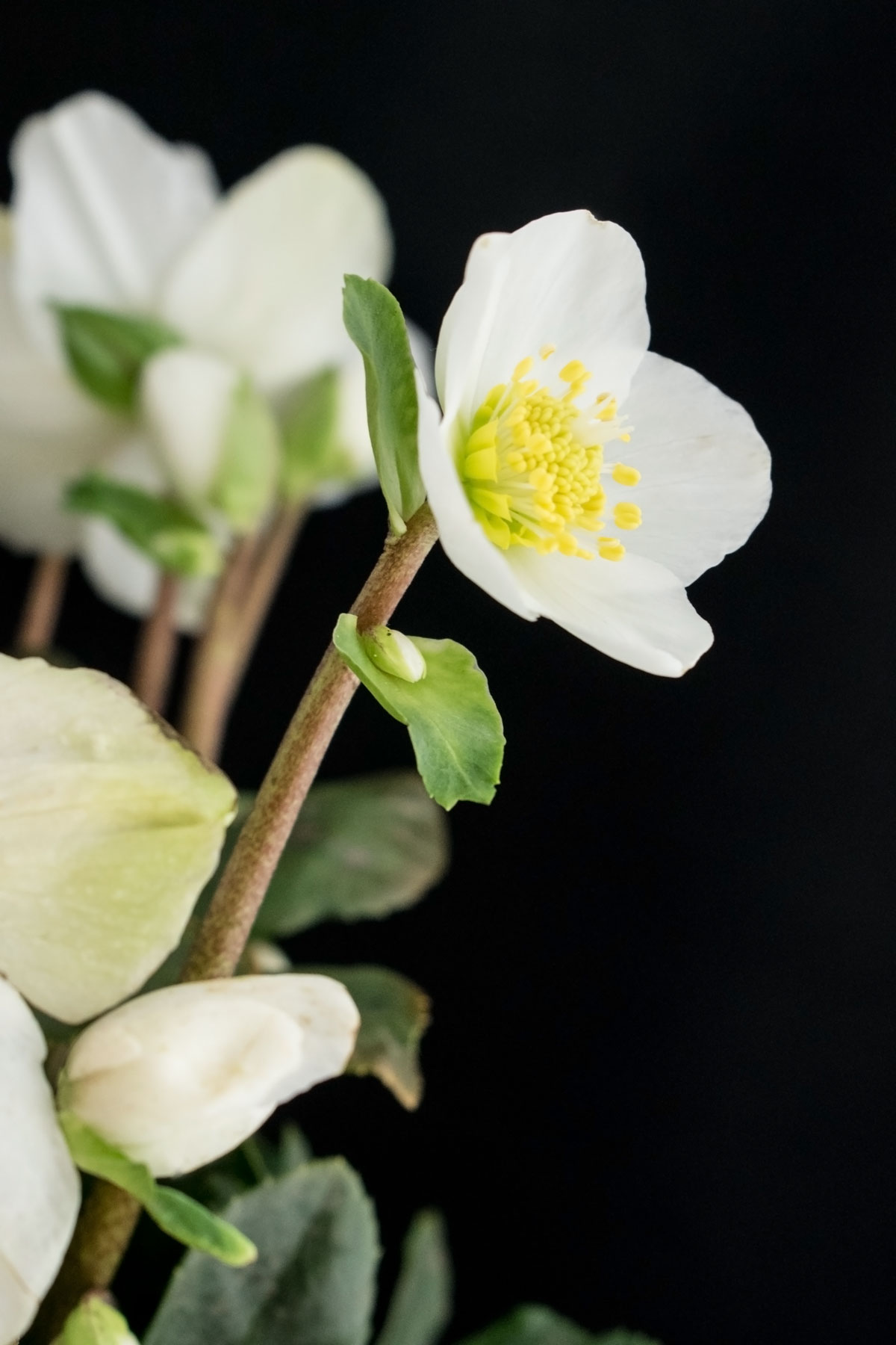Christrosen: trickreich, bienenfreundlich und wunderschön | Botanik Guide