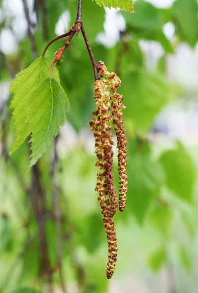 Pollenflug: Darum fliegen in Mastjahren so viele Pollen | Botanik Guide