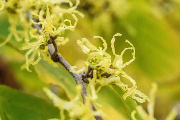 Virginische Zaubernuss: Herbstblühende Hamamelis verzaubert den Garten ...