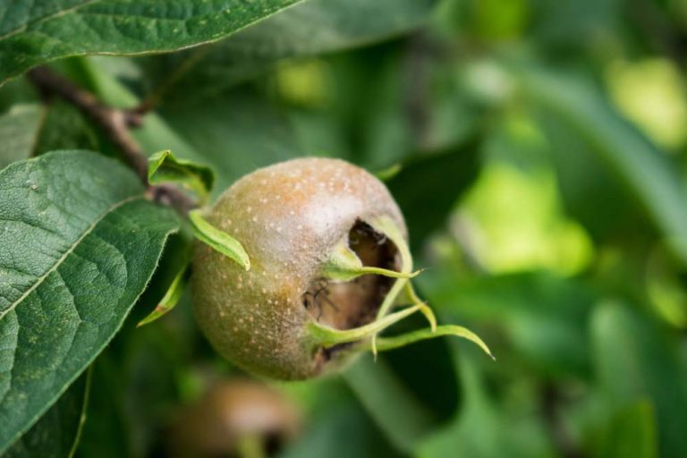 Mispel: Früher beliebtes und heute vergessenes Winterobst | Botanik Guide