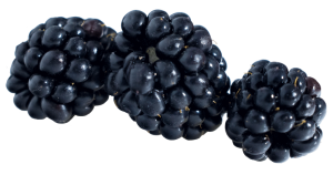 Brombeeren: Wissenswertes über die beliebte Waldfrucht | Botanik Guide