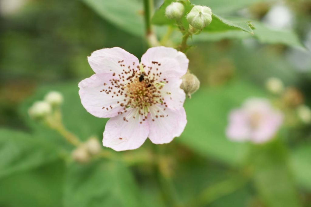 Himbeeren: über Anbau, reiche Ernte & verblüffende Fakten | Botanik Guide