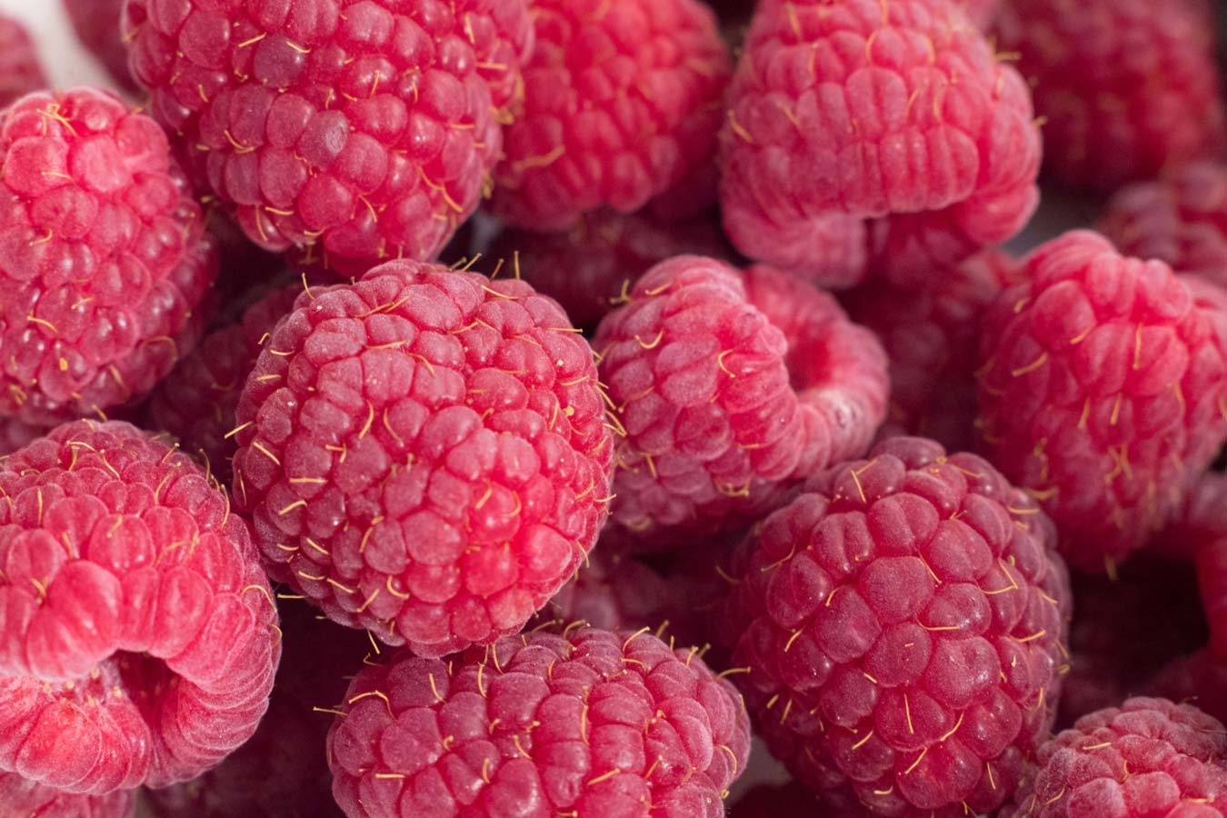 Himbeeren: über Anbau, reiche Ernte & verblüffende Fakten | Botanik Guide