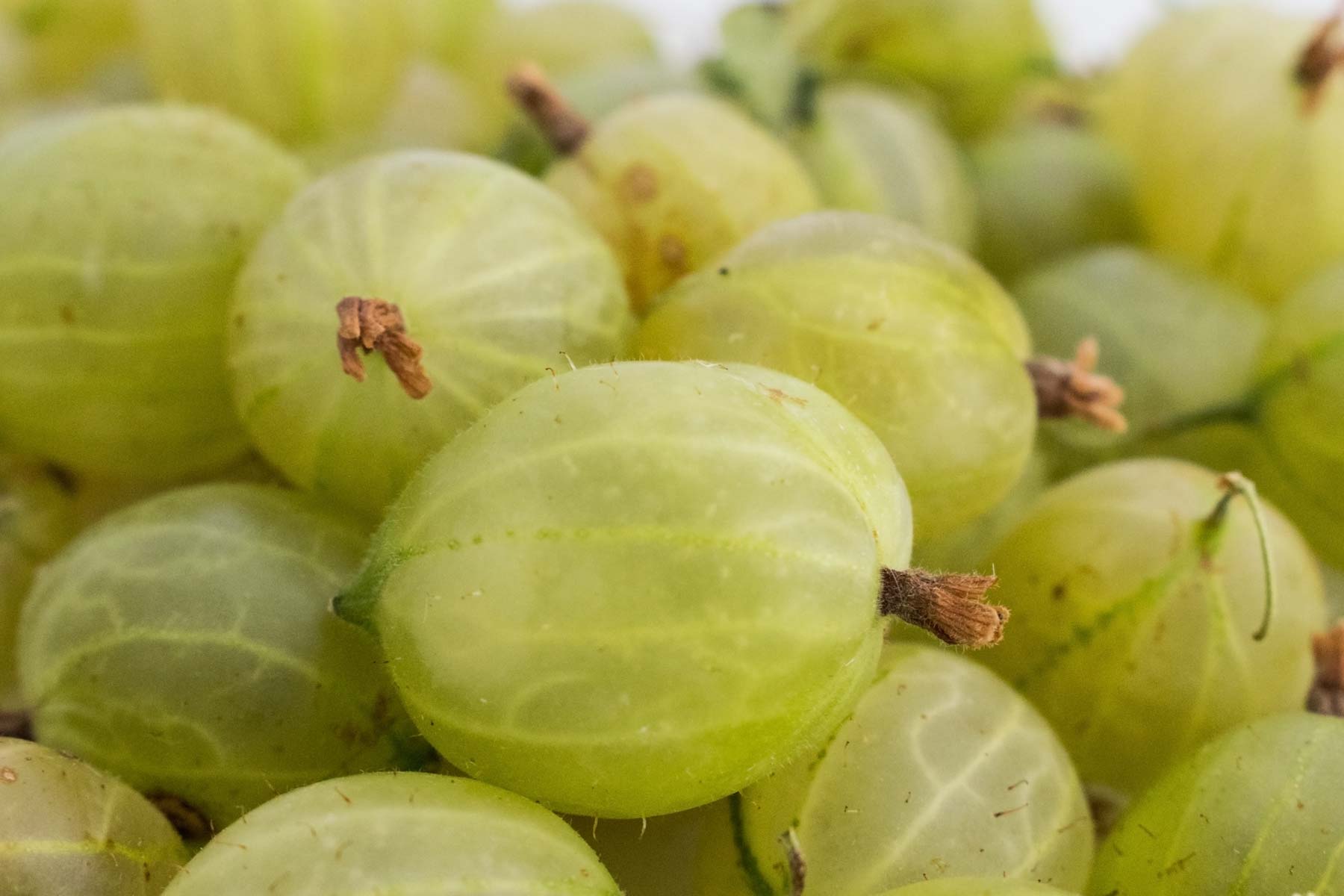 Stachelbeere im Garten:Vergessenes Beerenobst neuentdeckt | Botanik Guide