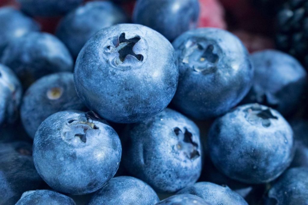 Heidelbeeren-Kulturheidelbeeren | Botanik Guide