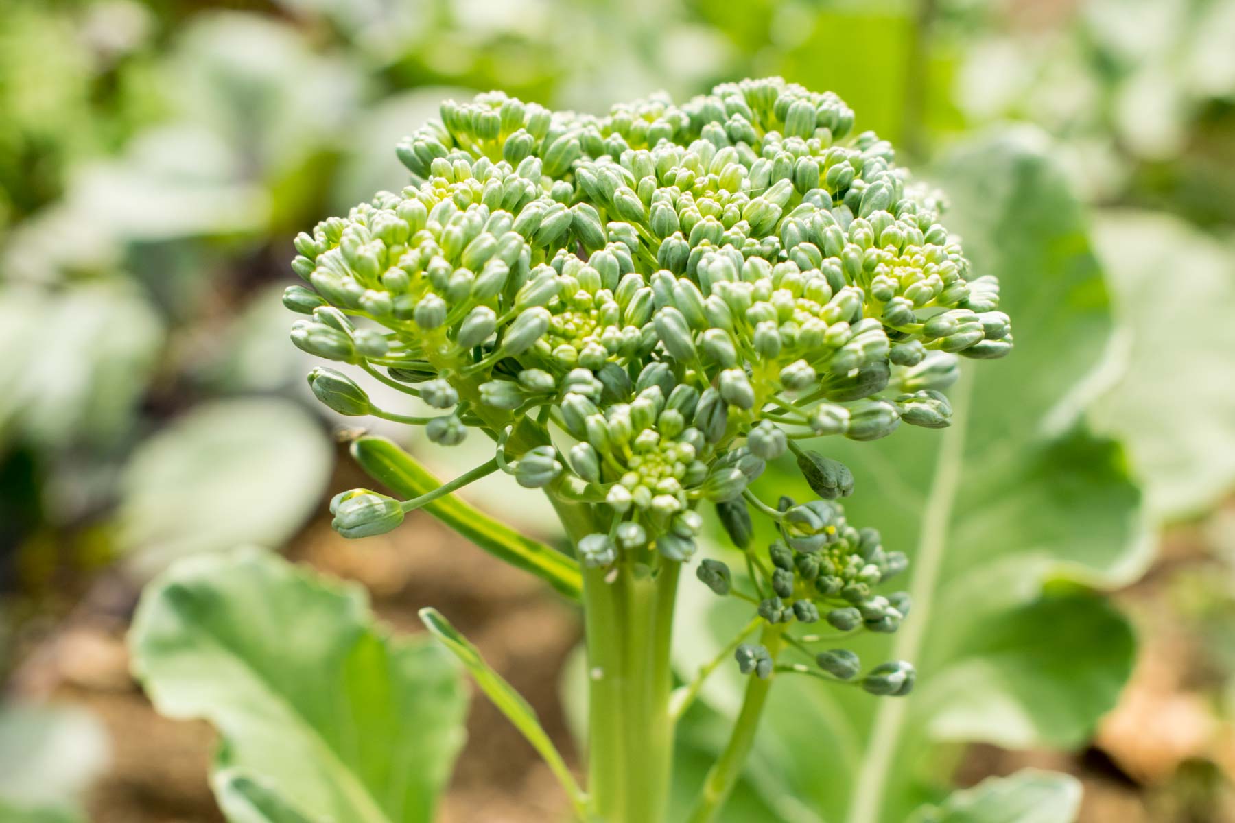 Brokkoli Sizilianisch — Rezepte Suchen