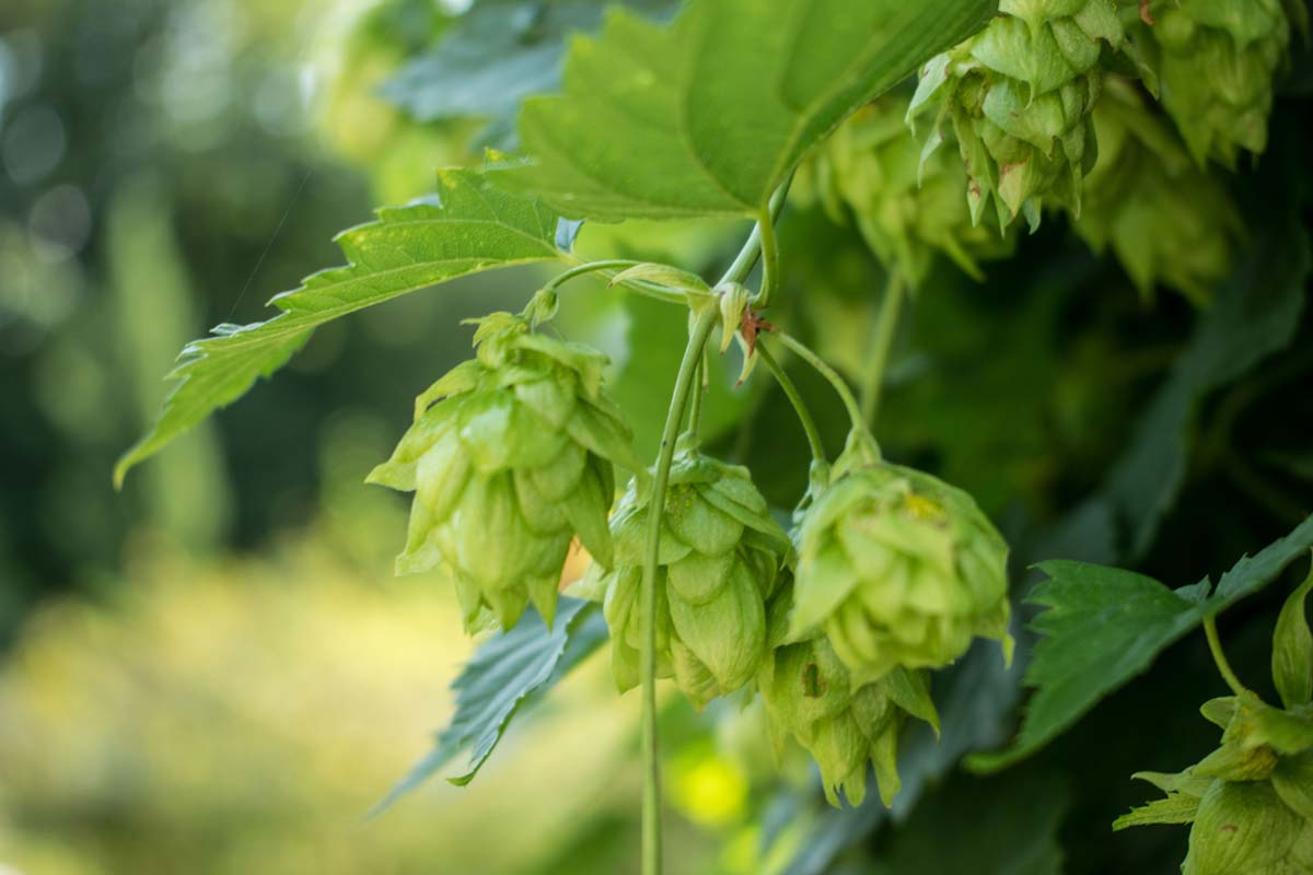 Die "Botanik Guide"- Buchreihe startet! | Botanik Guide