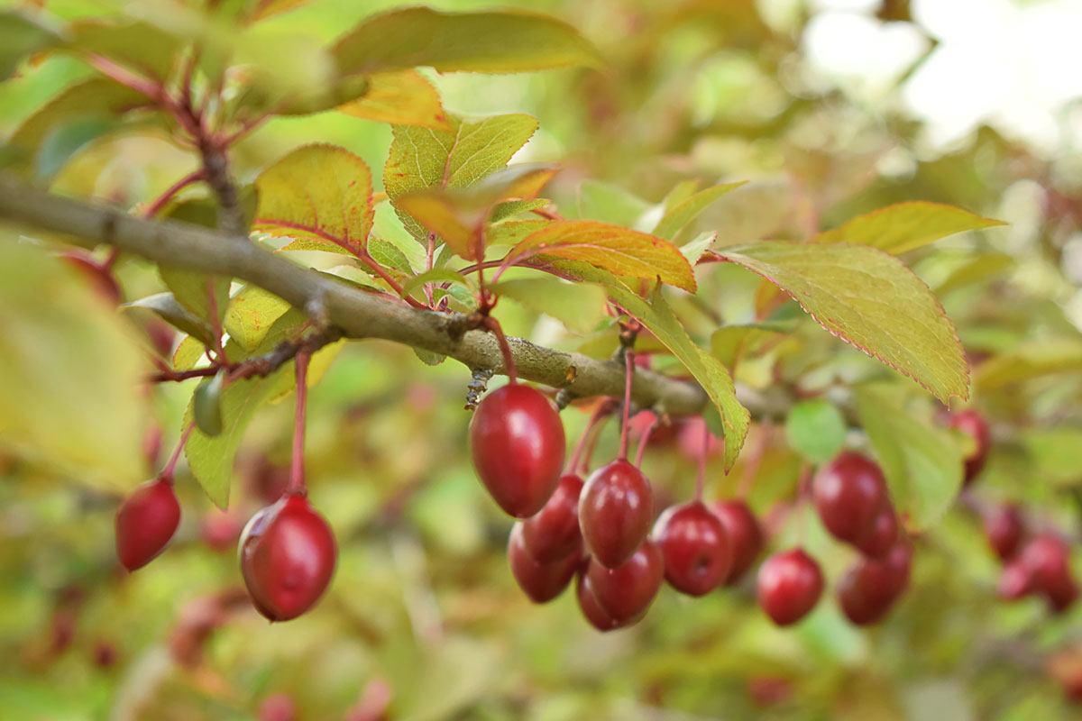 Kirschpflaumen: Die wilden Vorfahren unserer Pflaumen | Botanik Guide