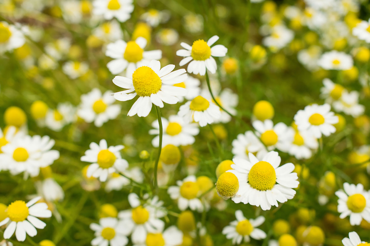 Echte-Kamille-in-voller-Blüte | Botanik Guide