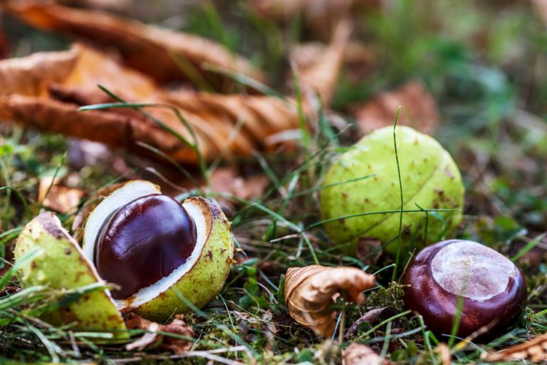 Esskastanien: Eine gesunde Herbst-Delikatesse im Comeback | Botanik Guide