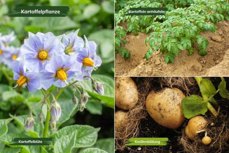 Faszinierend Sukartoffeln Pflanzen Kaufen Bilder