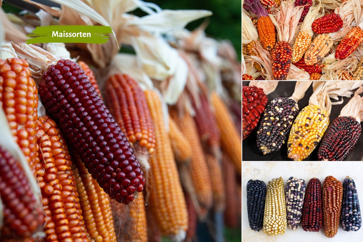 Maissorten: Welche eignen sich für den Gemüsegarten?