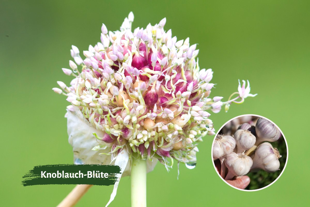 Gemüse blüht: Ist es trotzdem noch essbar? | Botanik Guide