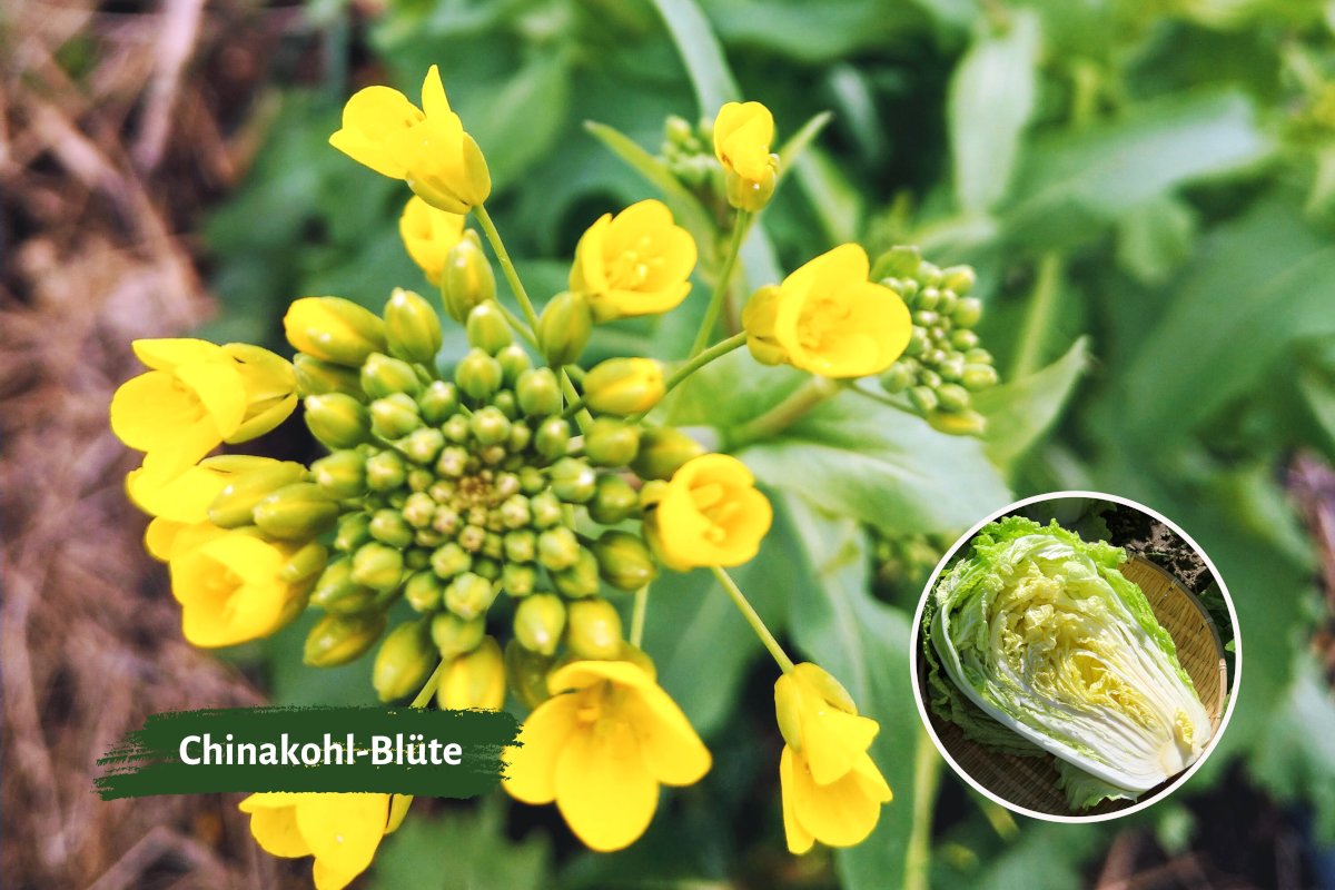 Gemüse blüht: Ist es trotzdem noch essbar? | Botanik Guide