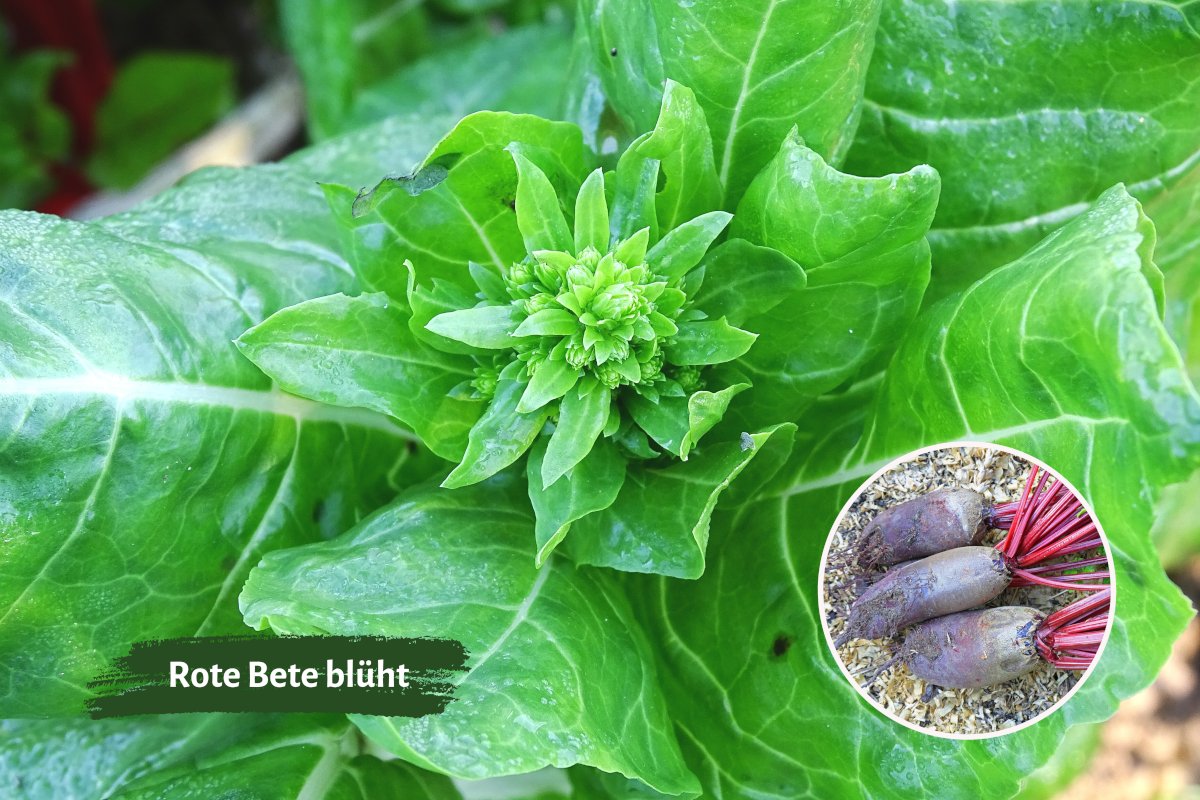 Ist Braune Rote Bete Schlecht