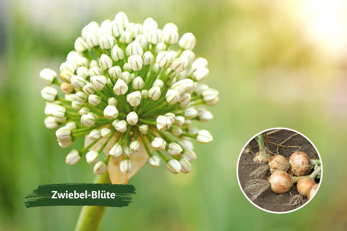 Zwiebel Blüten Abschneiden